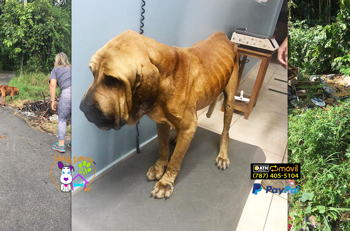 Pellejo - Rabito Kontento