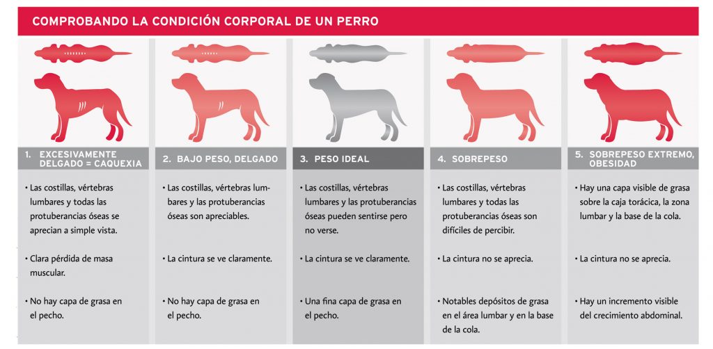 Condición-corporal-de-un-perro - Rabito Kontento
