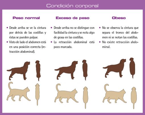 Condición-corporal-del-perro-y-el-gato - Rabito Kontento