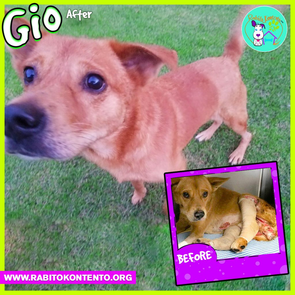 Gio, el perro arrastrado por el pavimento en Puerto Rico - Rabito Kontento