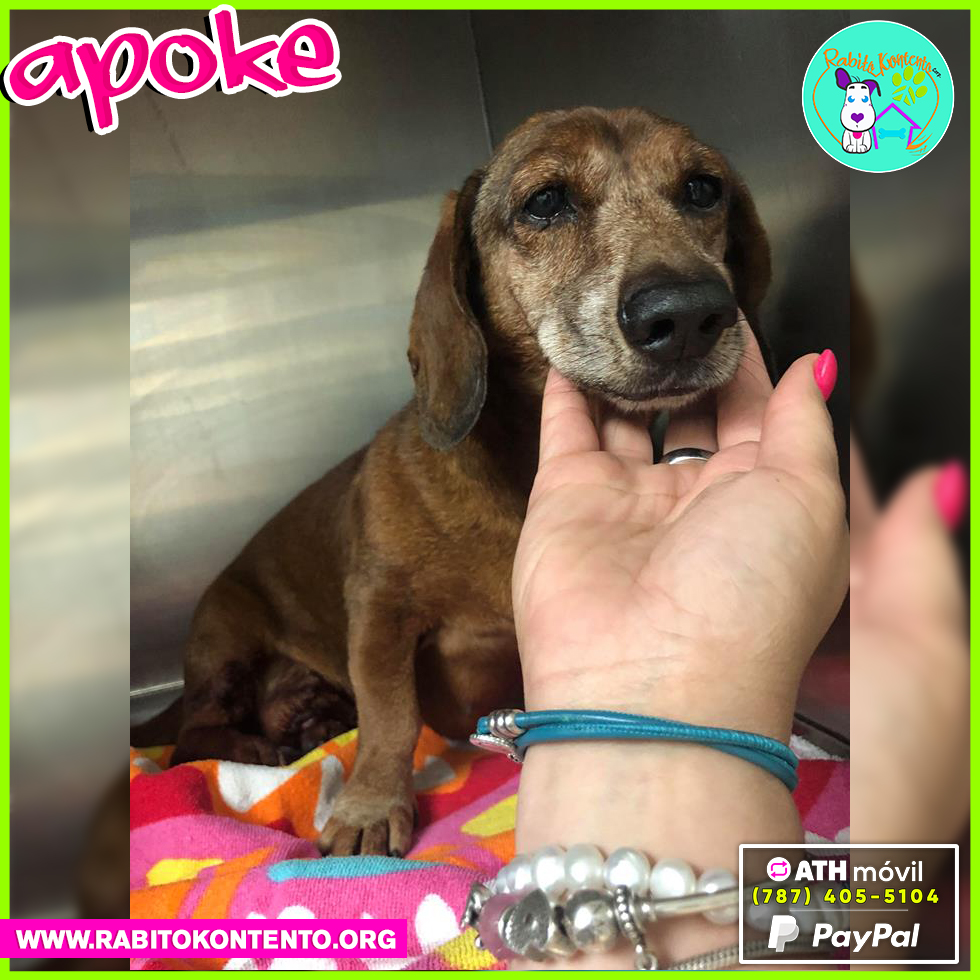 apoke - Rabito Kontento